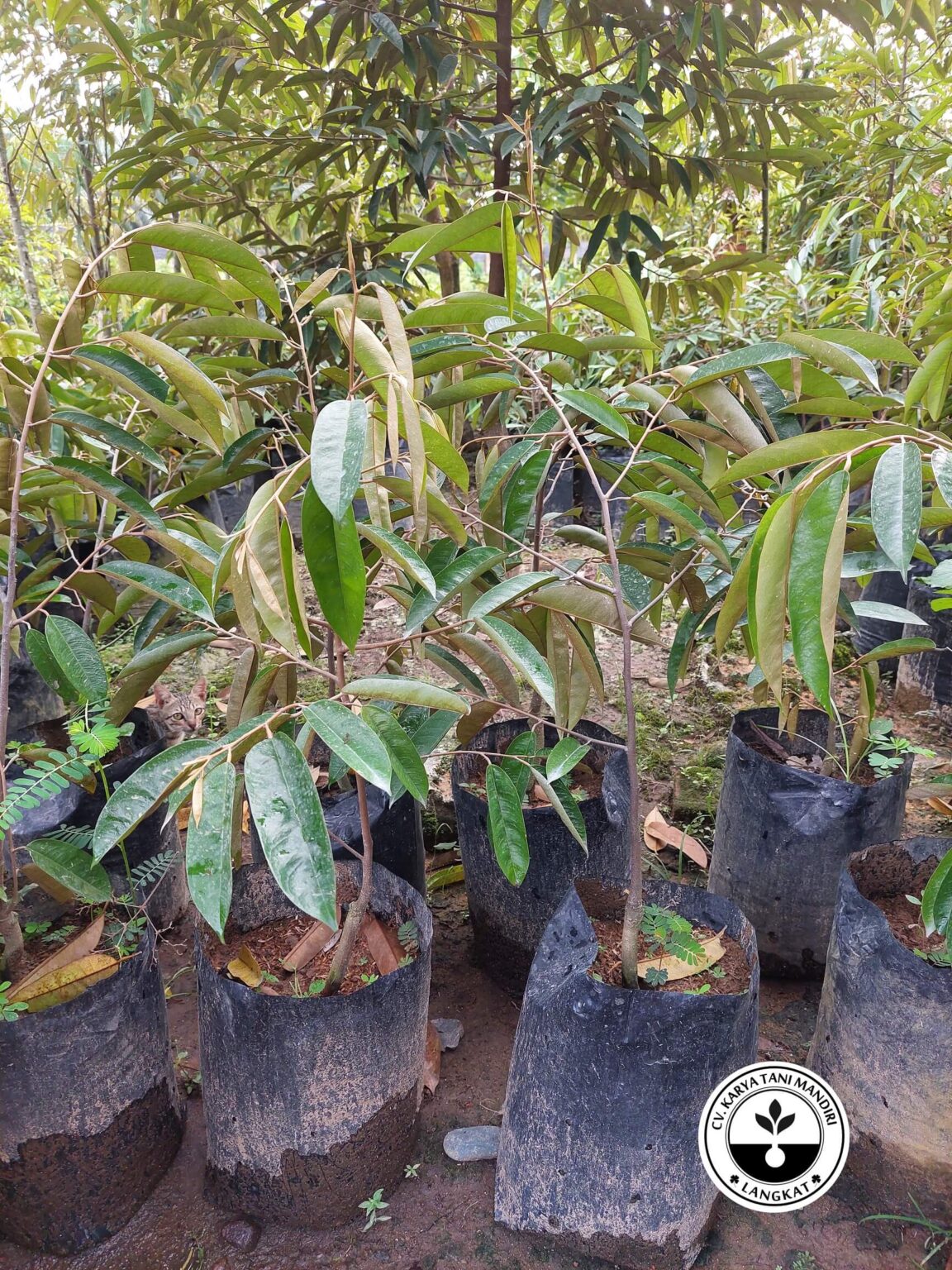 Jual Bibit Durian Super Tembaga Klamunod | Kartani.co.id