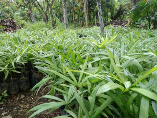 Jual Bibit Jernang Aceh Super Harga Murah | Kartani.co.id