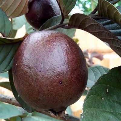 Jual Bibit Jambu Biji Merah Australia Unggul Termurah | Kartani.co.id