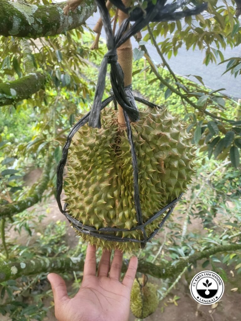 Panduan Lengkap Budidaya Durian : Cara Tanam Hingga Panen