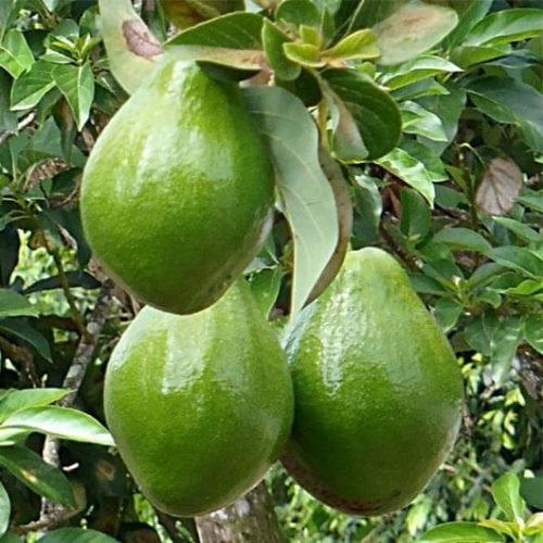 Jual Bibit Alpukat Mentega Super Unggul Termurah | Kartani.co.id