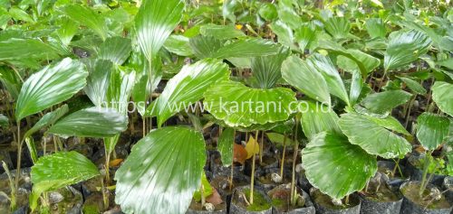 Jual Bibit Aren Genjah Berkualitas Harga Terjangkau | Kartani.co.id