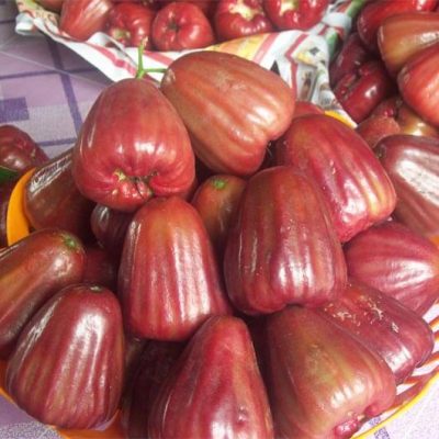 Jual Bibit Jambu Air Dalhari Murah & Berkualitas | Kartani.co.id