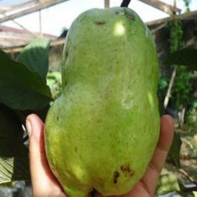 Jual Bibit Jambu Pir (Jambu Pear) Unggul & Termurah | Kartani.co.id