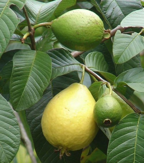 Jual Bibit Jambu Pir (Jambu Pear) Unggul & Termurah | Kartani.co.id