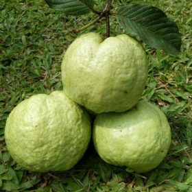 Jual Bibit Jambu Pir (Jambu Pear) Unggul & Termurah | Kartani.co.id