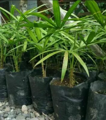 Jual Bibit Jernang Aceh Super Harga Murah | Kartani.co.id