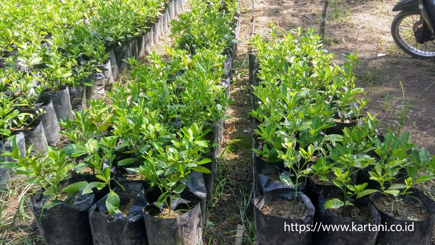 Jual Bibit Jeruk Kasturi / Jeruk Kalamansi Unggul & Termurah | Kartani ...