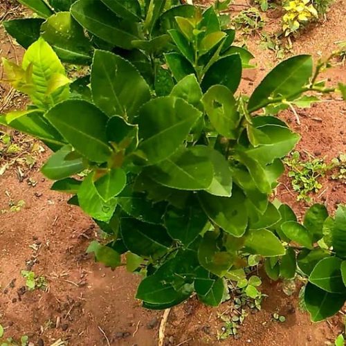 Jual Bibit Jeruk Lemon Tea Unggul & Termurah | Kartani.co.id