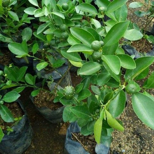 Jual Bibit Jeruk Limau / Jeruk Sambal Unggul & Termurah | Kartani.co.id