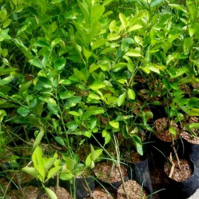 Jual Bibit Jeruk Nipis Lokal (Jeruk pecel) Unggul & Termurah| Kartani.co.id