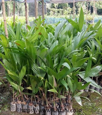 Jual Bibit Pinang Betara Unggul Harga Bersahabat | Kartani.co.id