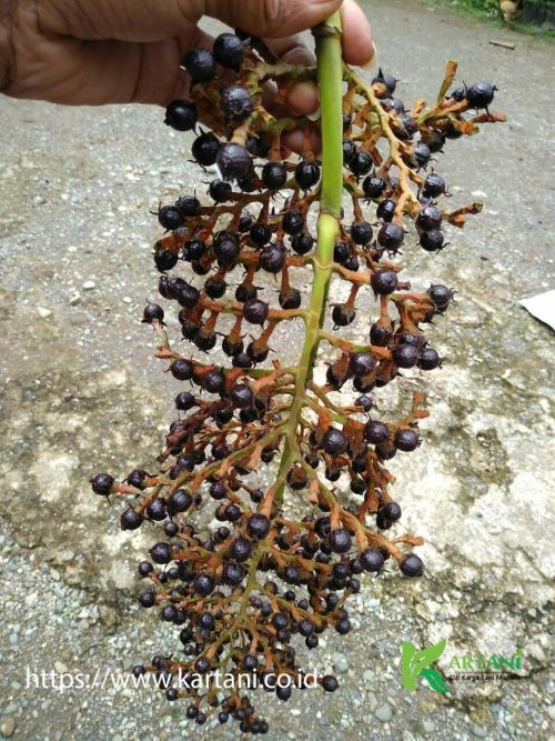 Jual Bibit Jernang Aceh Super Harga Murah | Kartani.co.id