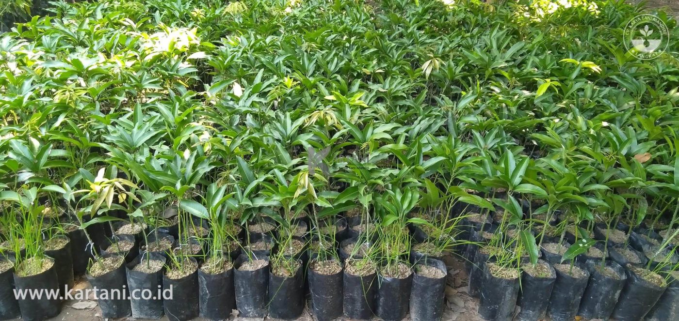 Jual Bibit Mangga Chokanan (Tongdam) Berkualitas | Kartani.co.id