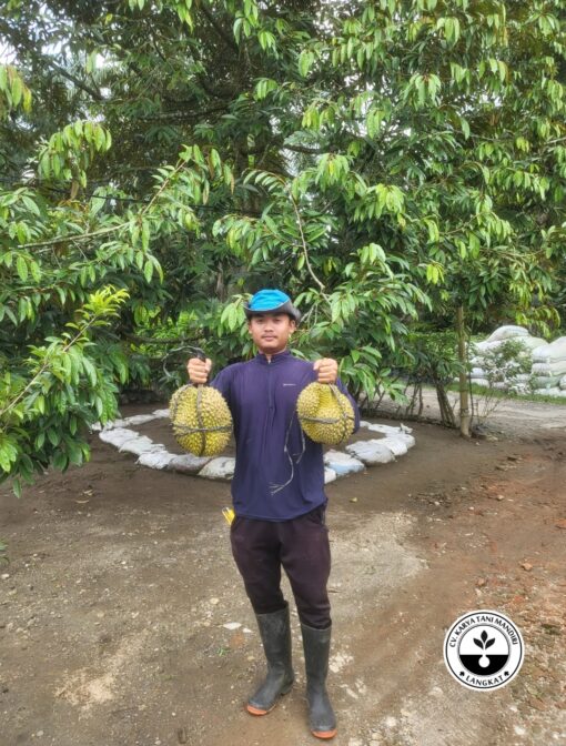 Panduan Lengkap Budidaya Durian : Cara Tanam Hingga Panen