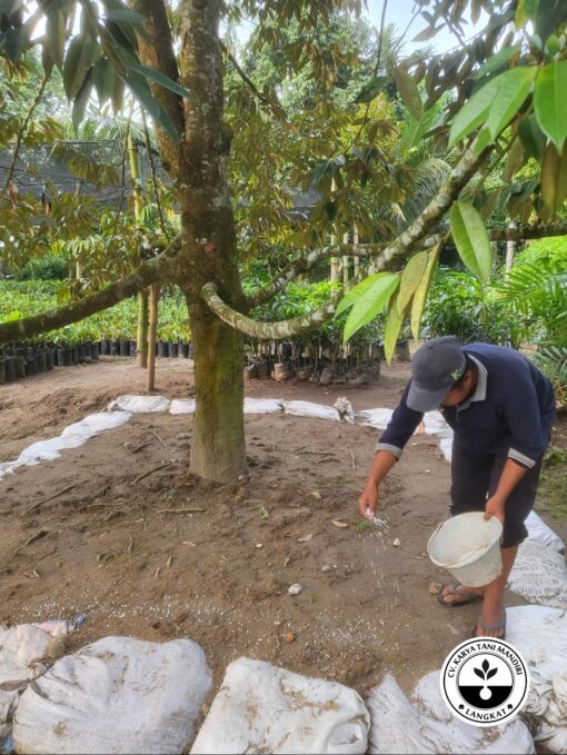 Panduan Lengkap Budidaya Durian : Cara Tanam Hingga Panen