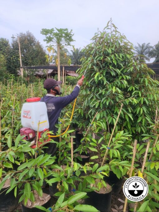 Panduan Lengkap Budidaya Durian : Cara Tanam Hingga Panen